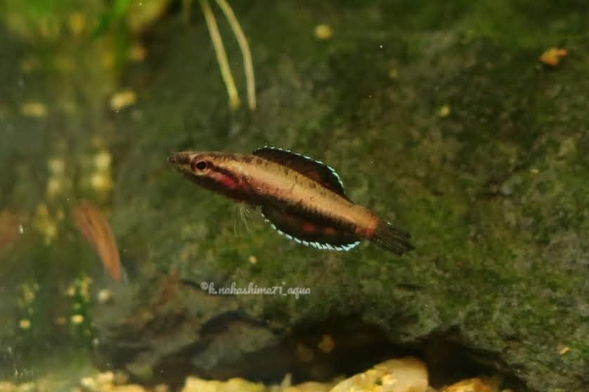 パロスフロメヌス・パーブルス【Parosphromenus parvulus】 - リコリスグラミー 飼育・繁殖メモ