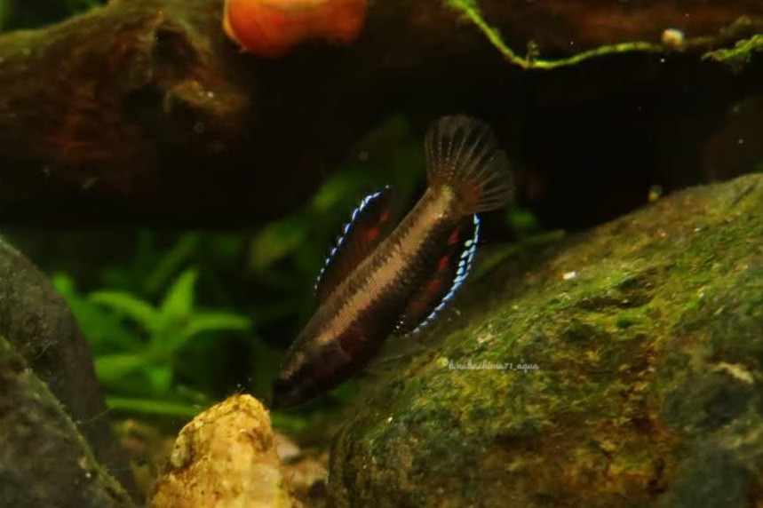 パロスフロメヌス・パーブルス【Parosphromenus parvulus】 - リコリスグラミー 飼育・繁殖メモ