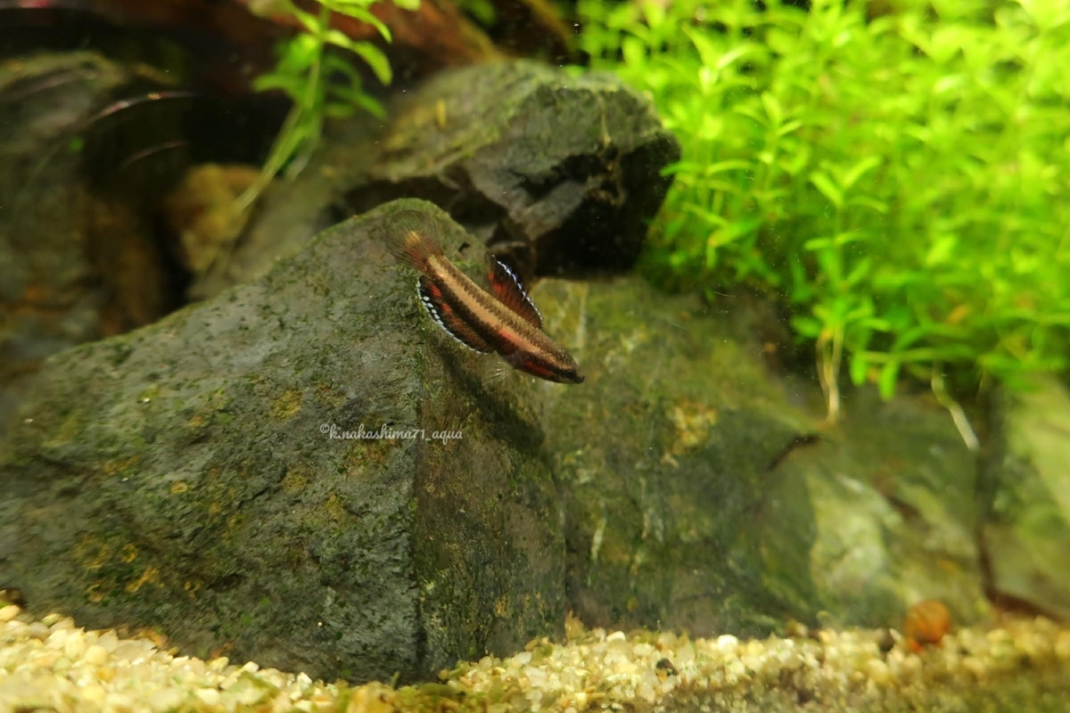 パロスフロメヌス・パーブルス【Parosphromenus parvulus】 - リコリスグラミー 飼育・繁殖メモ