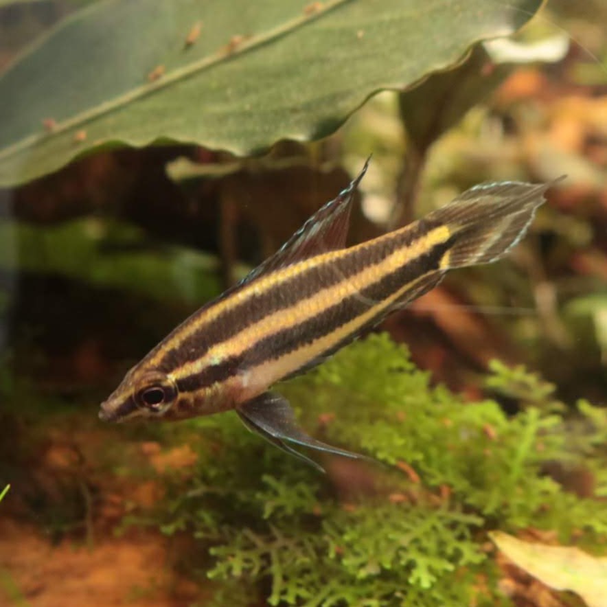 パロスフロメヌス・フィラメントーサス【Parosphromenus filamentosus】 - リコリスグラミー 飼育・繁殖メモ