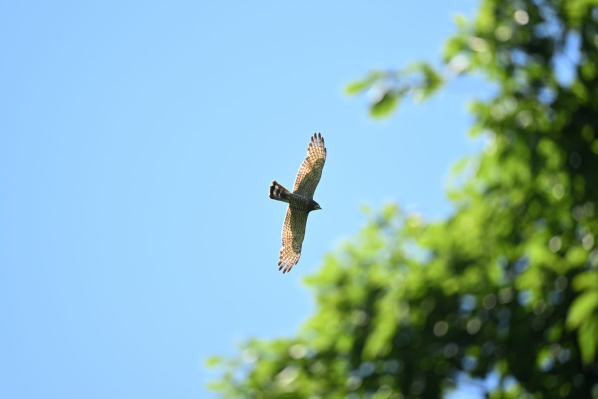 Z9試写「サシバ」を撮ってきた - あした晴れたら