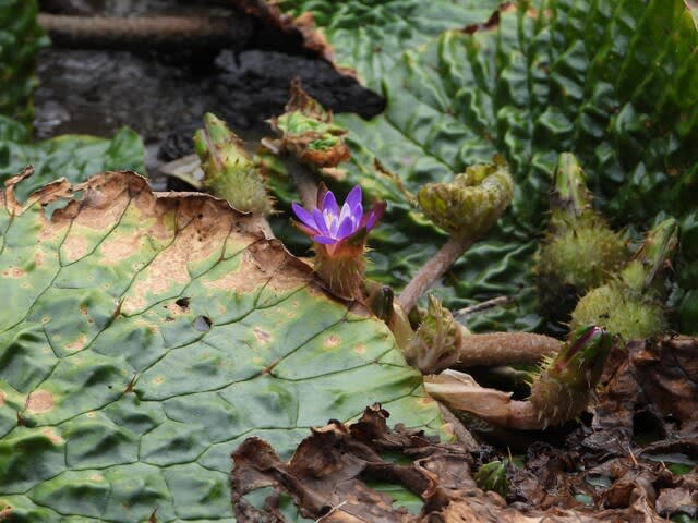 オニバス - Kobby loves 埼玉＆レッズ