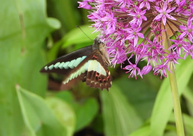 アオスジアゲハ - Kobby loves 埼玉＆レッズ