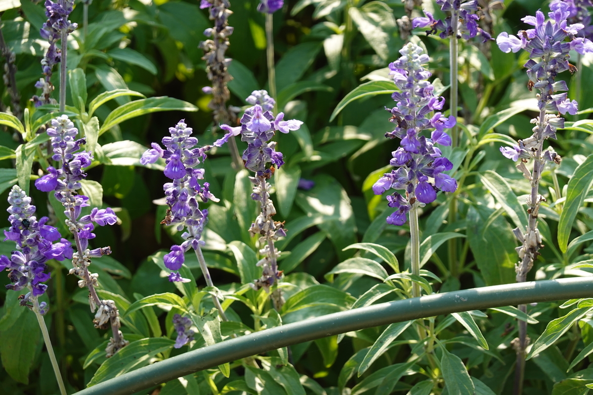 ブルーサルビア - Kobby loves 埼玉＆レッズ