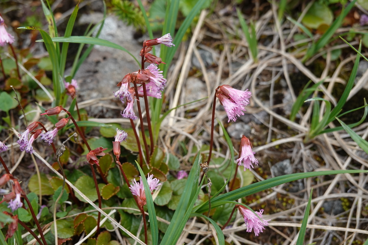 イワカガミ - Kobby loves 埼玉＆レッズ