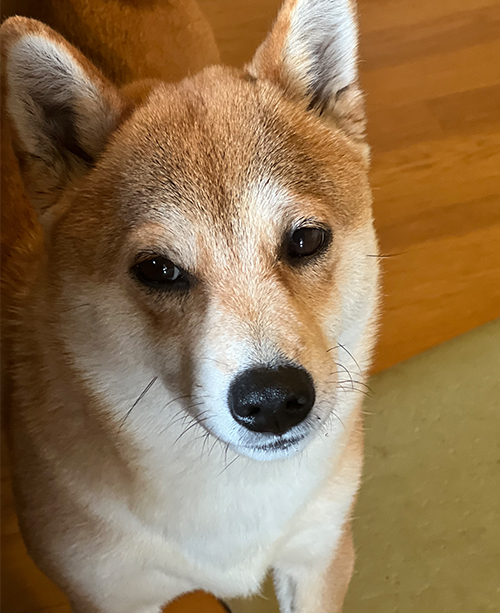 イノシシにやられた！ - 柴犬と二拠点暮らし！東京⇄長野