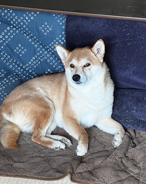 イノシシにやられた！ - 柴犬と二拠点暮らし！東京⇄長野