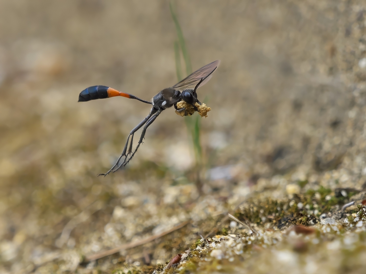サトジガバチ - take photos of insects