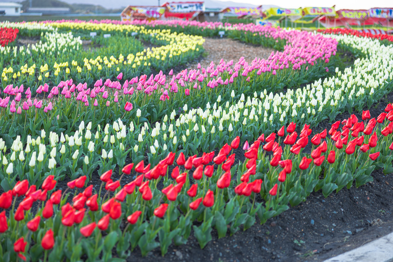 2023年4月度の副業による所得はプラス631,825円 - トミーメーセーのRich&Famous