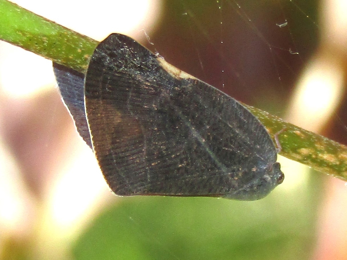 アミガサハゴロモ250712 - KONASUKEの部屋