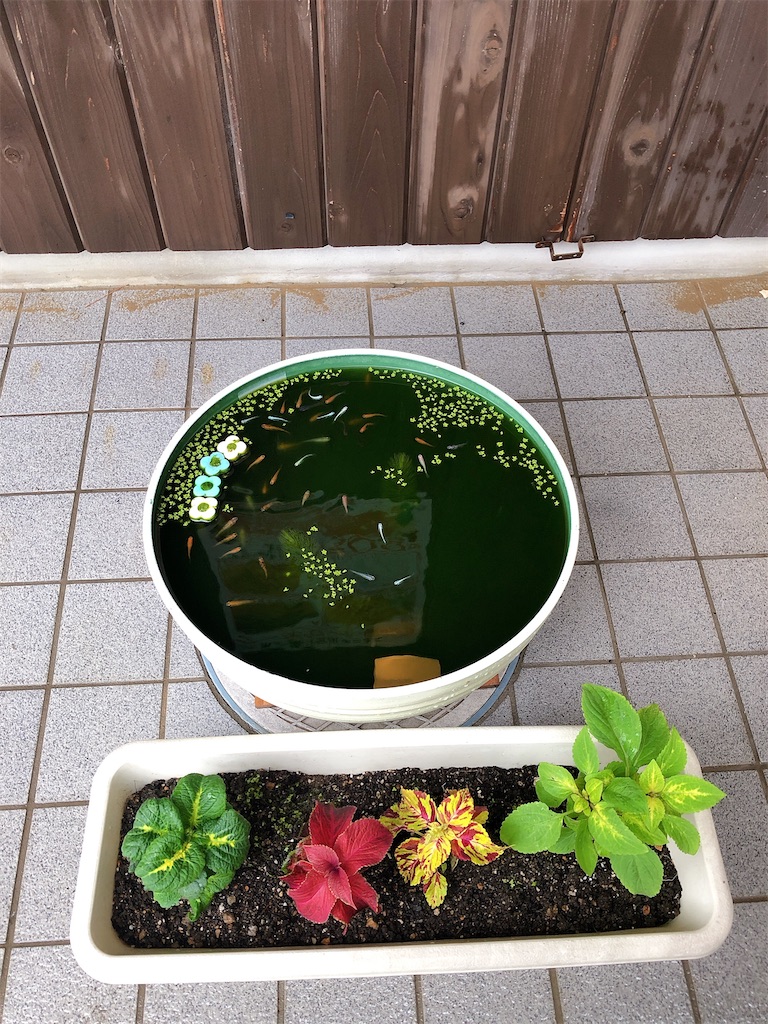 「ねこ茶屋」in 田辺 - ころすけの気まぐれ日記