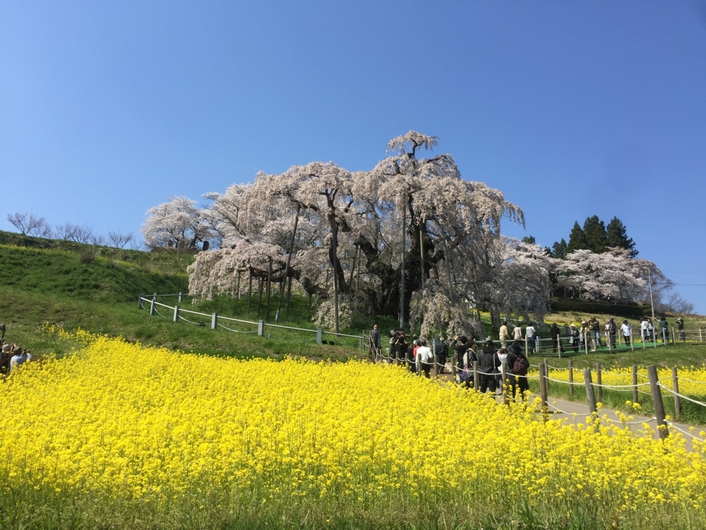 Miharu Takizakura, the single most beautiful cherry tree in Japan ...