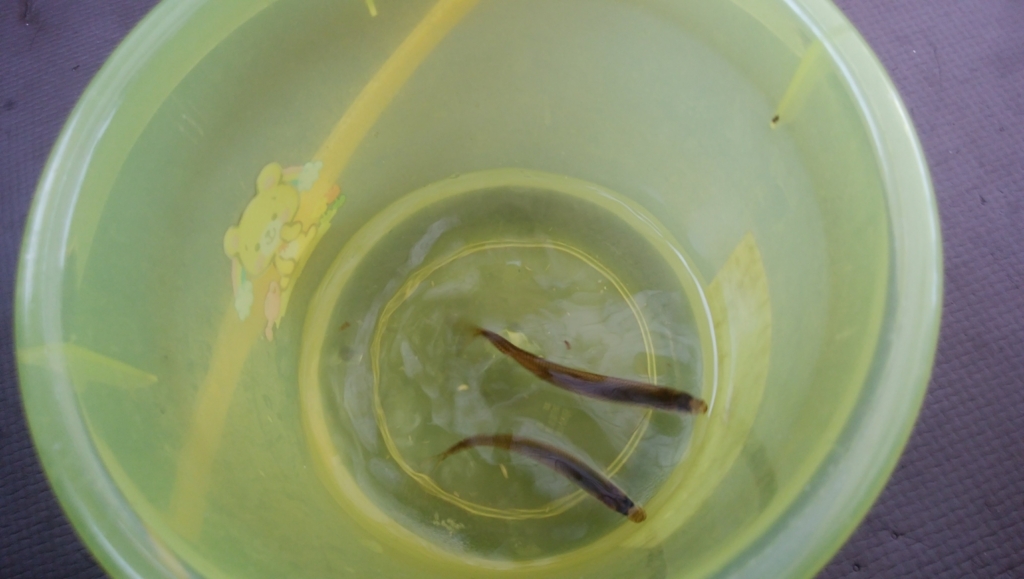 Wakasagi fishing on frozen lake in Fukushima, beginners can catch with ...