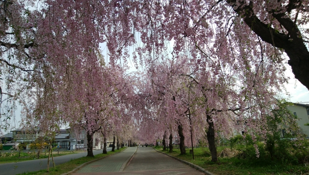 Ruins of Japan/China line train with 1000 cherry trees, Most popular ...