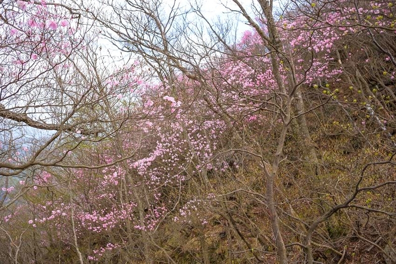 アカヤシオの花で飾られた鳴神山、2016年4月 - こつなぎの写真ノート（hatena)