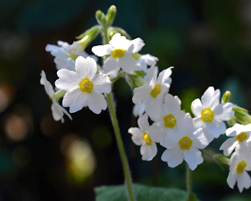 春の花、アラカルト（その5）、シコクカッコソウ、2020年4月 - こつなぎの写真ノート（hatena)