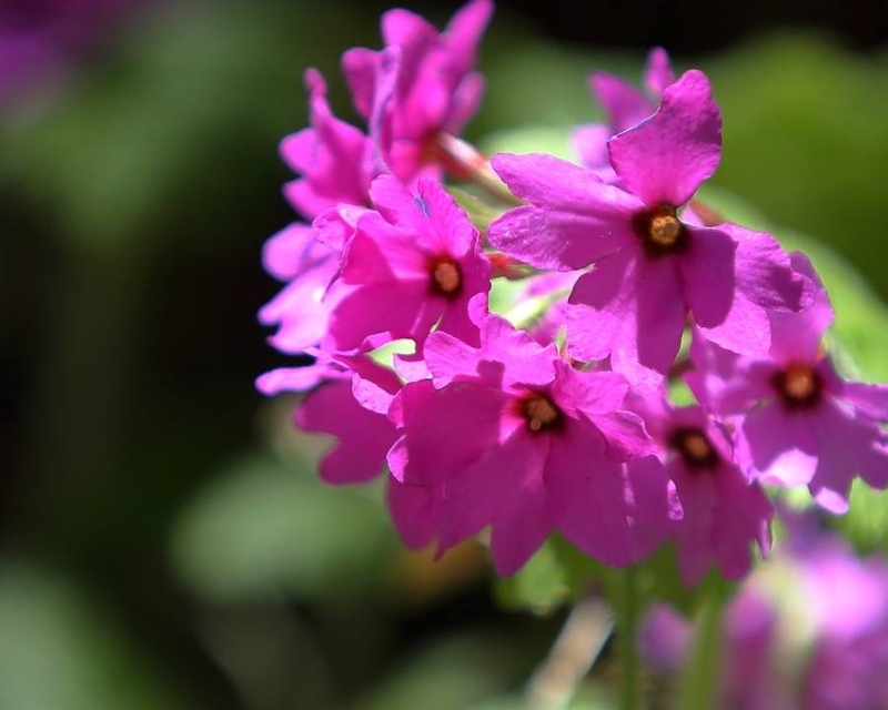 今年の花から、シコクカッコソウ - こつなぎの写真ノート（hatena)