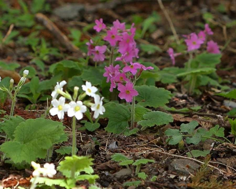 今年の花から、シコクカッコソウ - こつなぎの写真ノート（hatena)