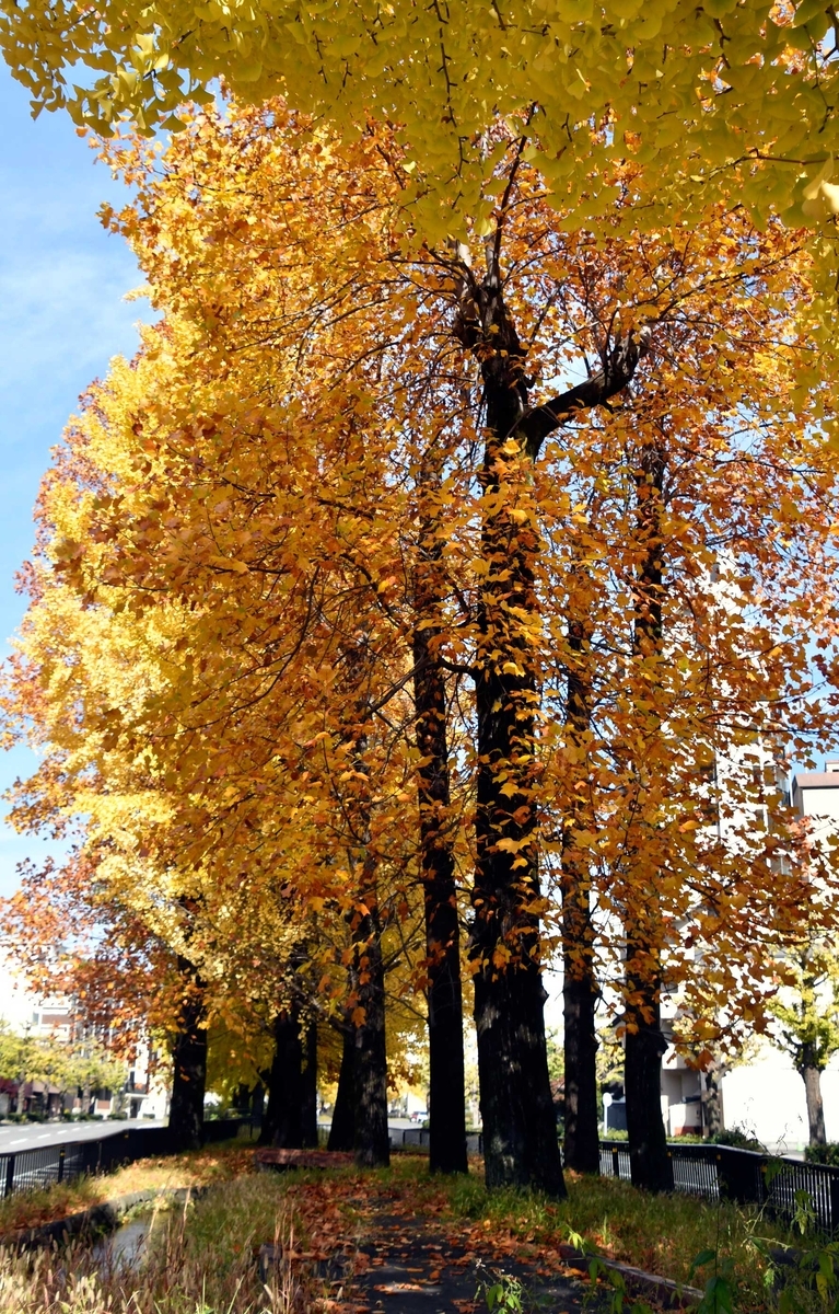 京都紅葉・黄葉散歩 京都御苑ほか（4） - 新旧の鉄道と風景の撮影紀行（2）
