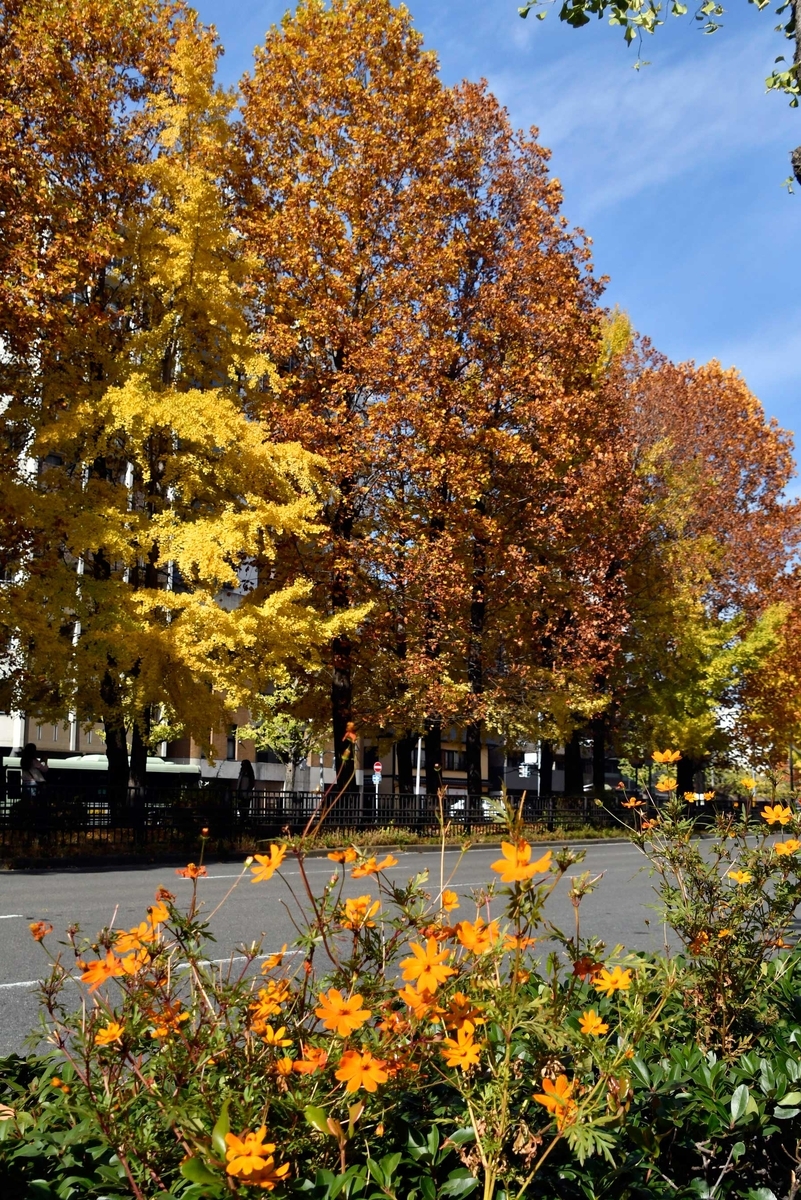 京都紅葉・黄葉散歩 京都御苑ほか（4） - 新旧の鉄道と風景の撮影紀行（2）