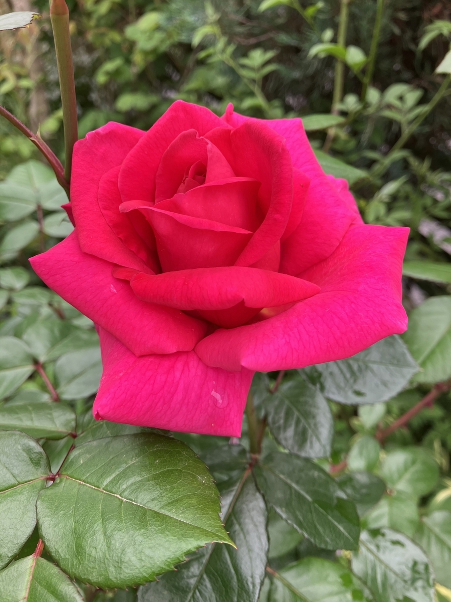 Cautious Shift → Risky Shift - ぶら下がり日誌～ボルダラーへの道～