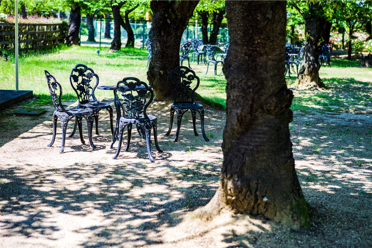 RSKバラ園part3 EOS 5DMK4 EF24-70mm F2.8L USM - kumasan01のカメラブログ