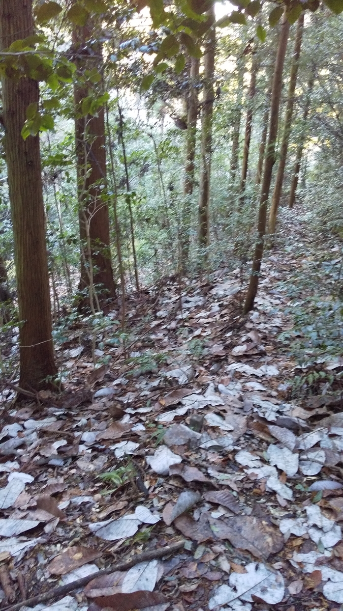 愛知県豊田市沢ノ堂町にある滑岩渓谷にかかる三界の滝 - Kumattaki 癒し滝を求めて
