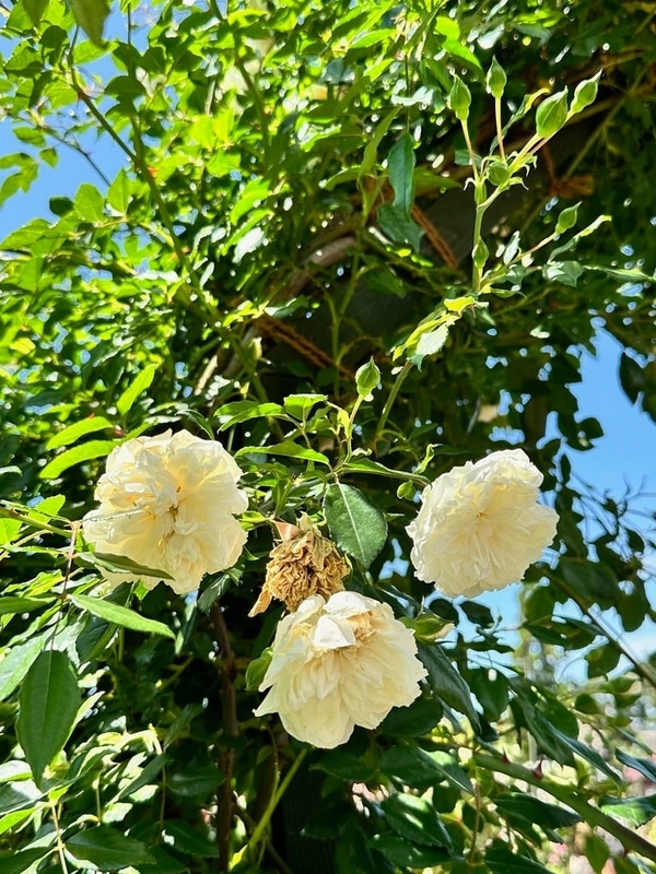 アルベリック・バルビエ Alberic Barbier. 【HWich】 - 福ちゃんの散歩道（バラ専用ブログ）