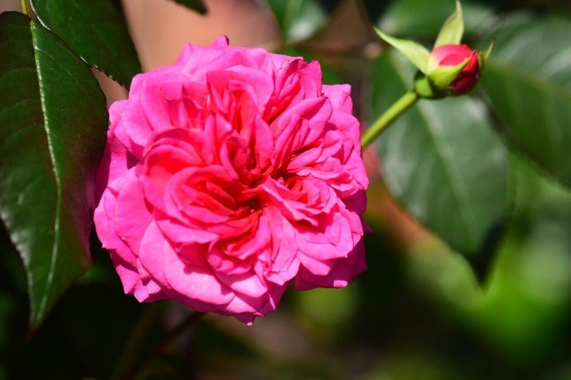 アイヴァーズローズ Ivor’s Rose 【S】 - 福ちゃんの散歩道（バラ専用ブログ）