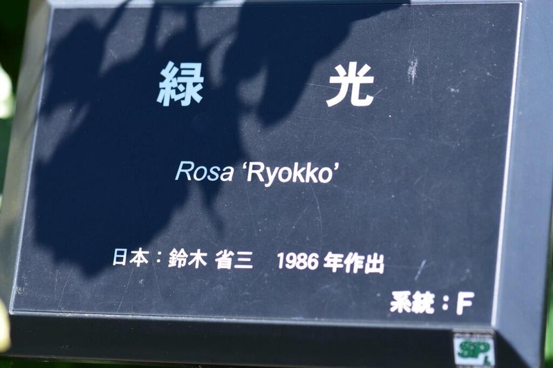 緑光 Ryokko. 【F】 - 福ちゃんの散歩道（バラ専用ブログ）