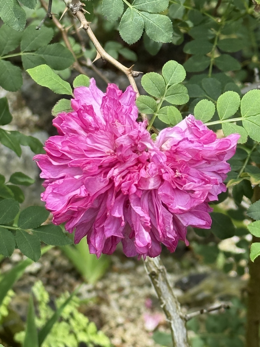 福ちゃんの散歩道（バラ専用ブログ）