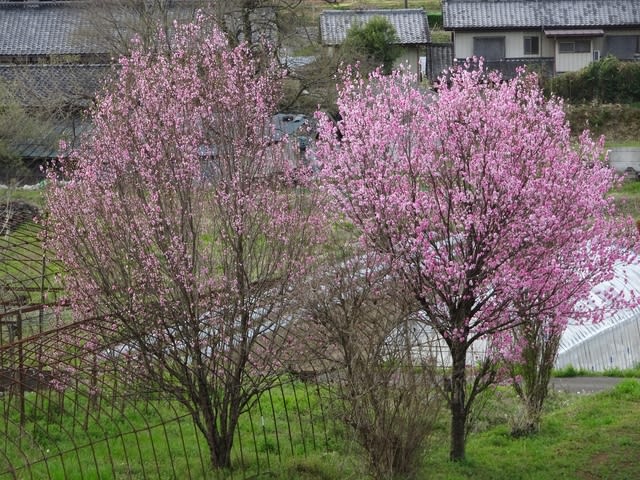 20204/6 今年も春が来た～～～^0^ - どうぶつ愛ランド＆DIARY