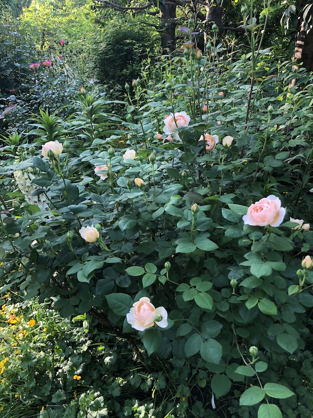 ムーンビーム Moonbeam - Portraits of Roses