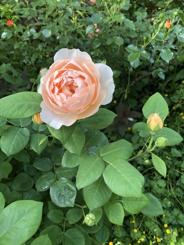 ムーンビーム Moonbeam - Portraits of Roses