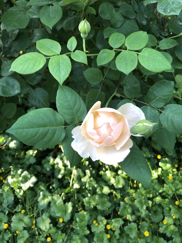 ムーンビーム Moonbeam - Portraits of Roses