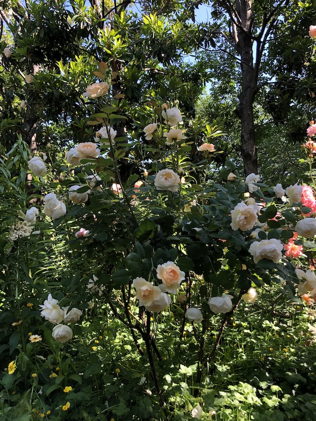 ムーンビーム Moonbeam - Portraits of Roses