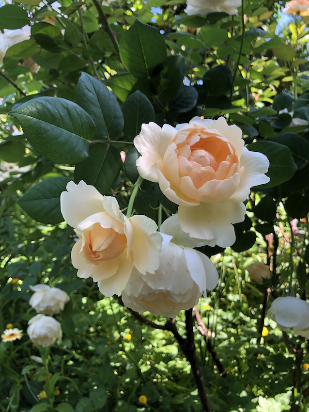 ムーンビーム Moonbeam - Portraits of Roses