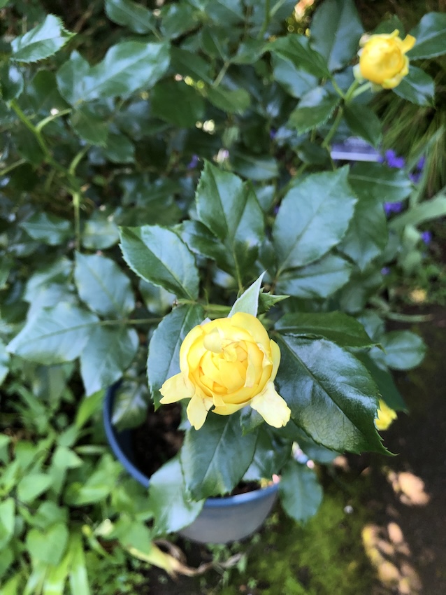 ファイヤーワークス・ラッフル Fireworks Ruffle - Portraits of Roses