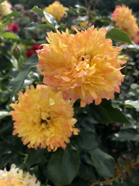 ファイヤーワークス・ラッフル Fireworks Ruffle - Portraits of Roses