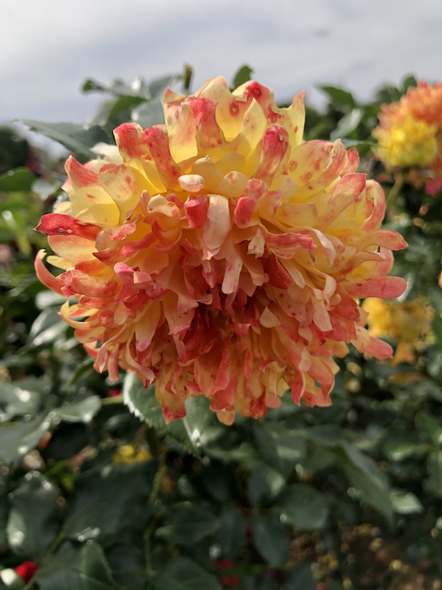 ファイヤーワークス・ラッフル Fireworks Ruffle - Portraits of Roses