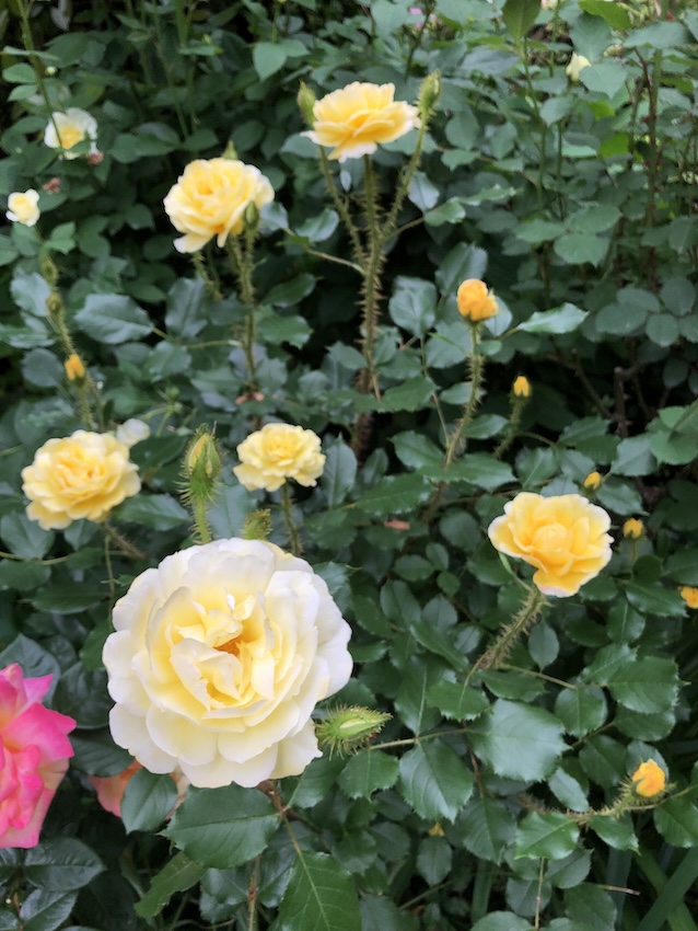 ゴールドモス Goldmoss - Portraits of Roses
