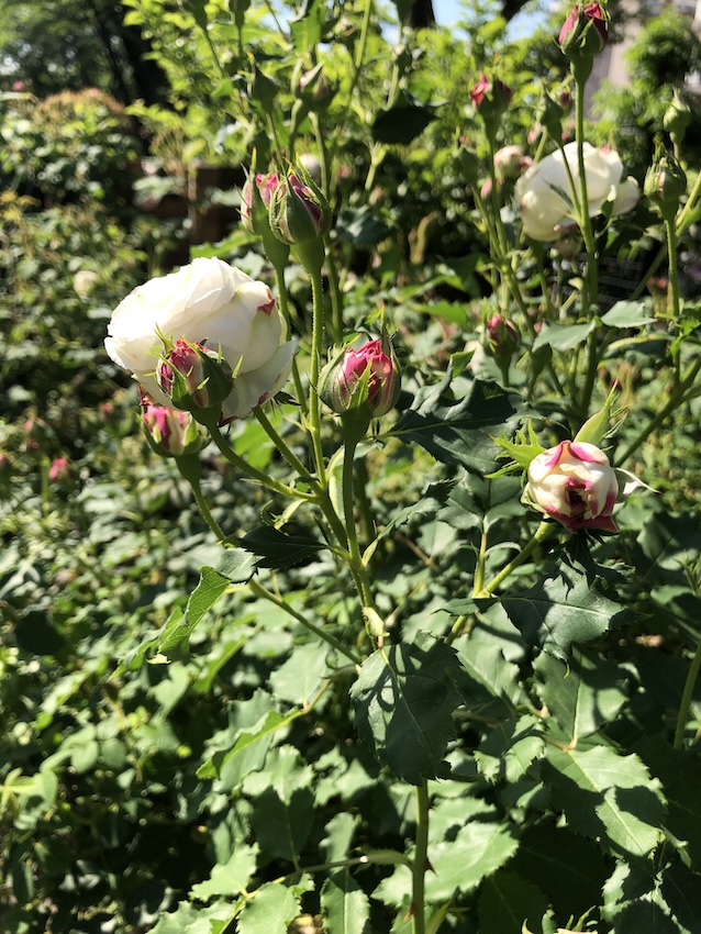 ブールドネージュ Bouel de Neige - Portraits of Roses