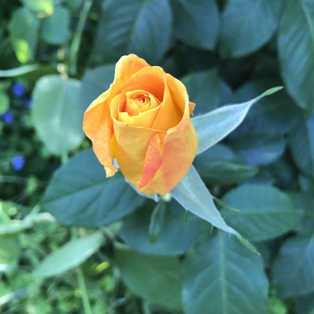ゴールド・メダル Gold Medal - Portraits of Roses