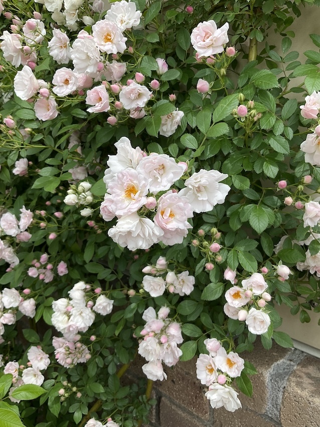南部ざくら - Portraits of Roses
