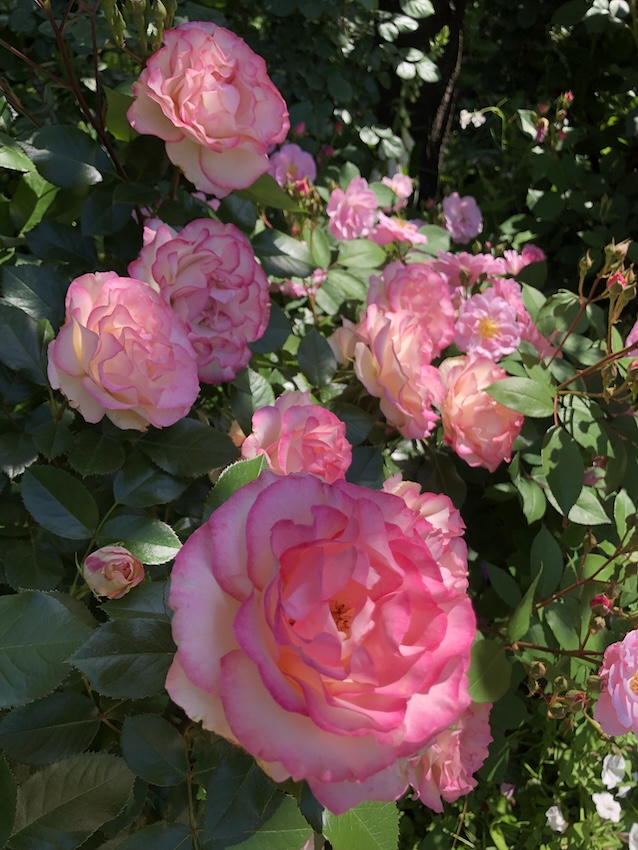 ほのか - Portraits of Roses