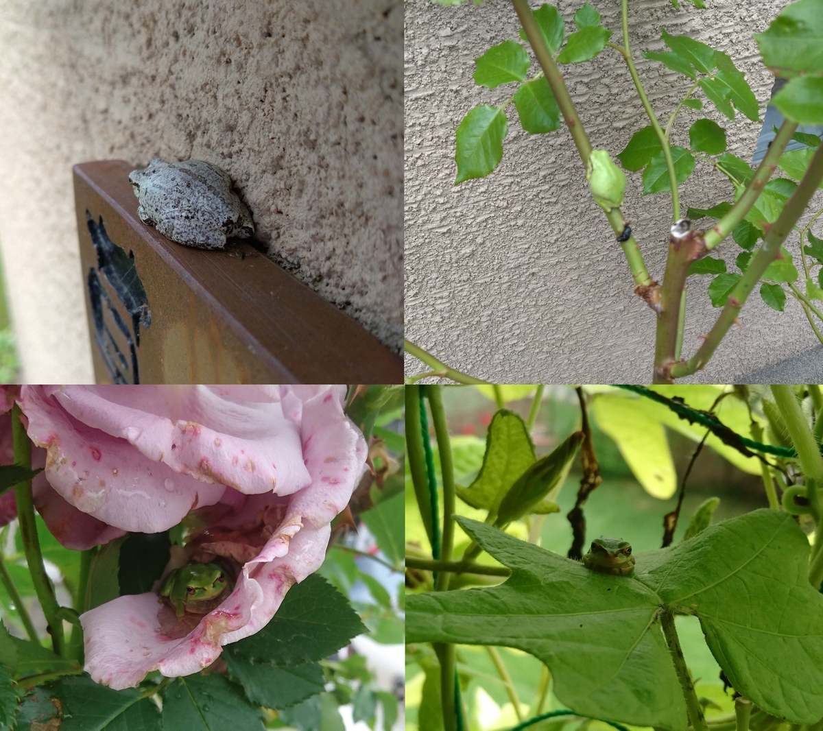 草野・牧研究室のブログ