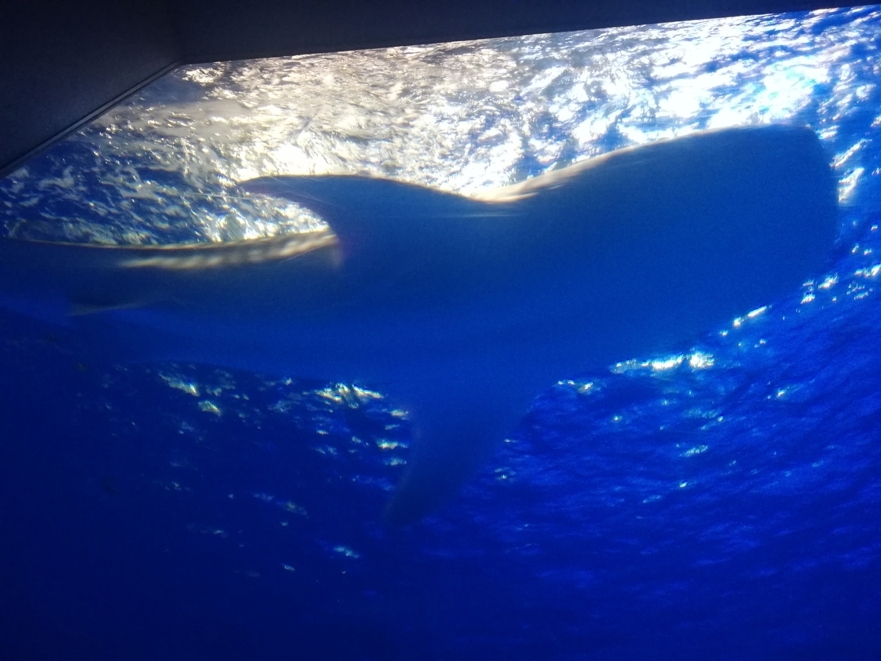 暮らし。10月16日から10月31日。 - これはフィクションです