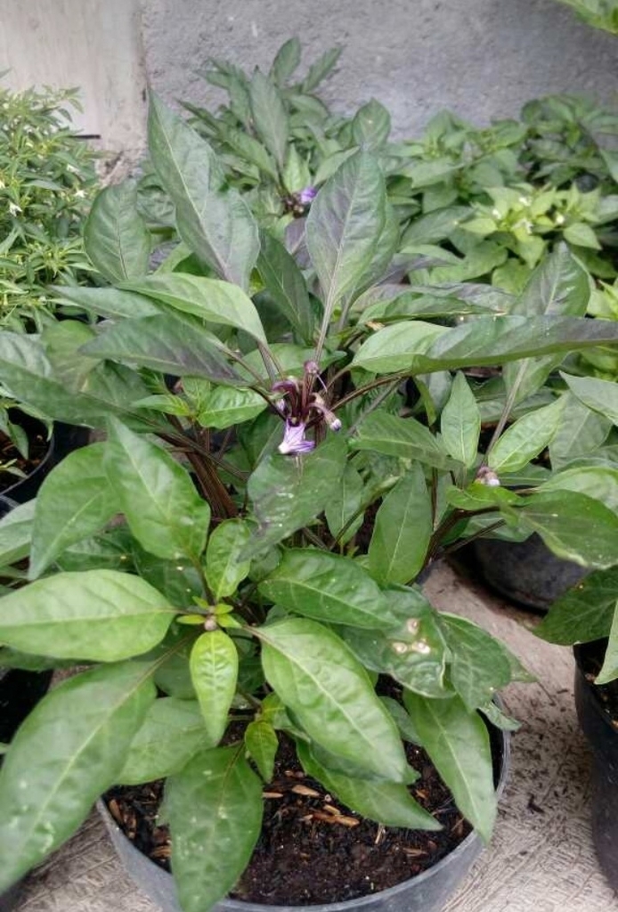 Jual Cabe Unik