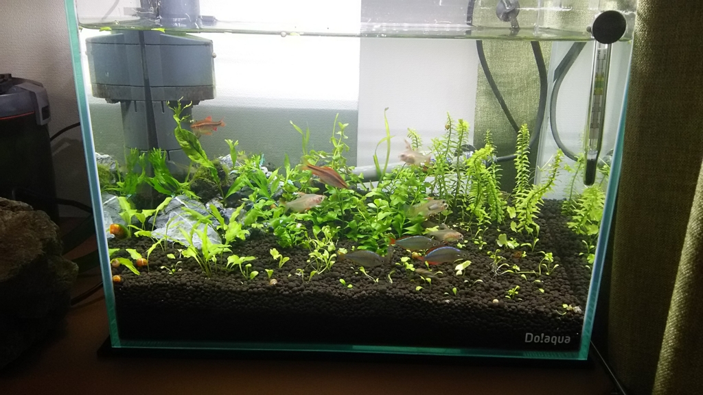 ブログ始めました - leafish’s blog