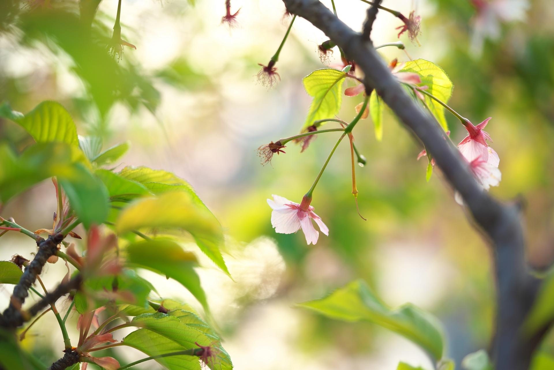 今年はGANREFを中心に活動しています - LA SOURCE